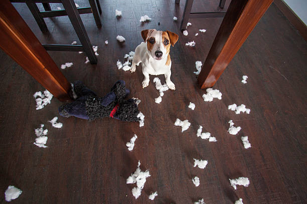 House Breaking & Prevention - Superior Dog Training-Obedience Dog ...